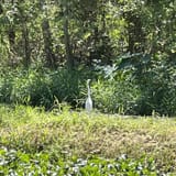 Largo Nature Preserve Loop, Florida - 402 Reviews, Map | AllTrails