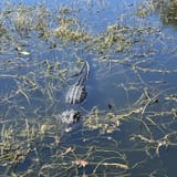 Largo Nature Preserve Loop, Florida - 402 Reviews, Map | AllTrails