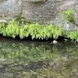 North Sylamore Creek Trail, Arkansas - 272 Reviews, Map | AllTrails