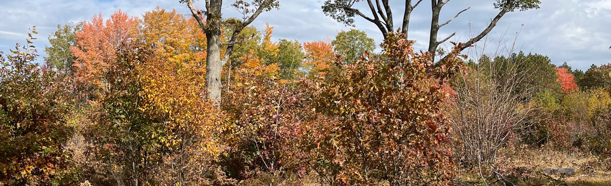 Big Mud Lake Trail (Pike Lake and Green Pine Lake): 49 Reviews, Map ...