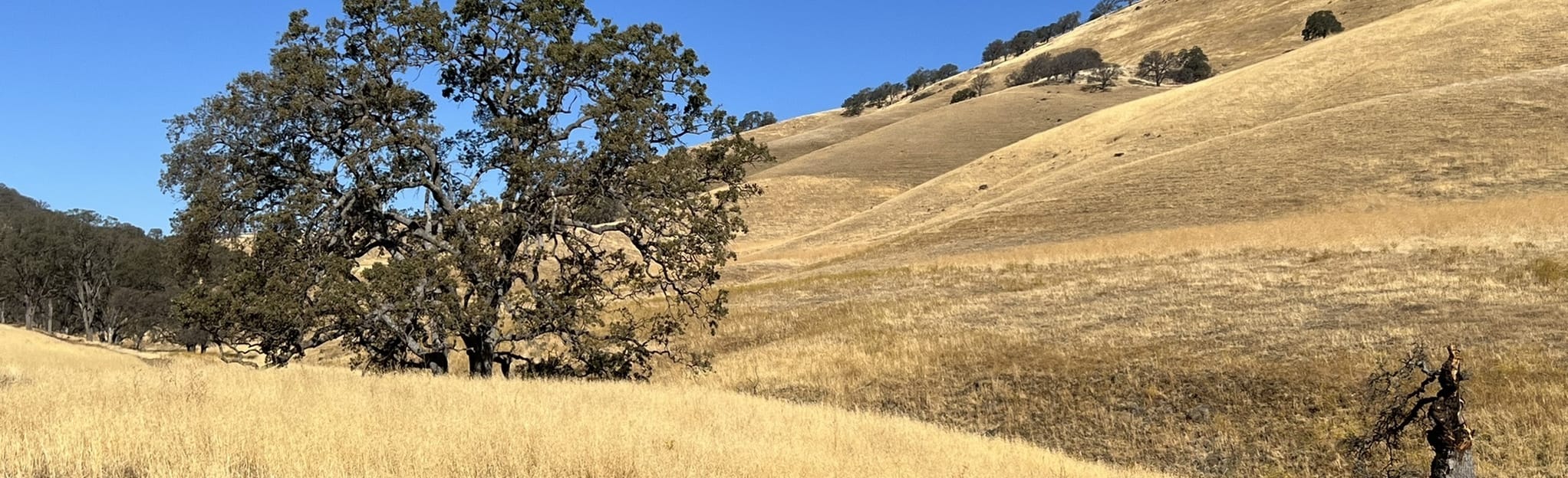Foxtail Trail Via Miwok and Murphy Meadow Trail - California | AllTrails