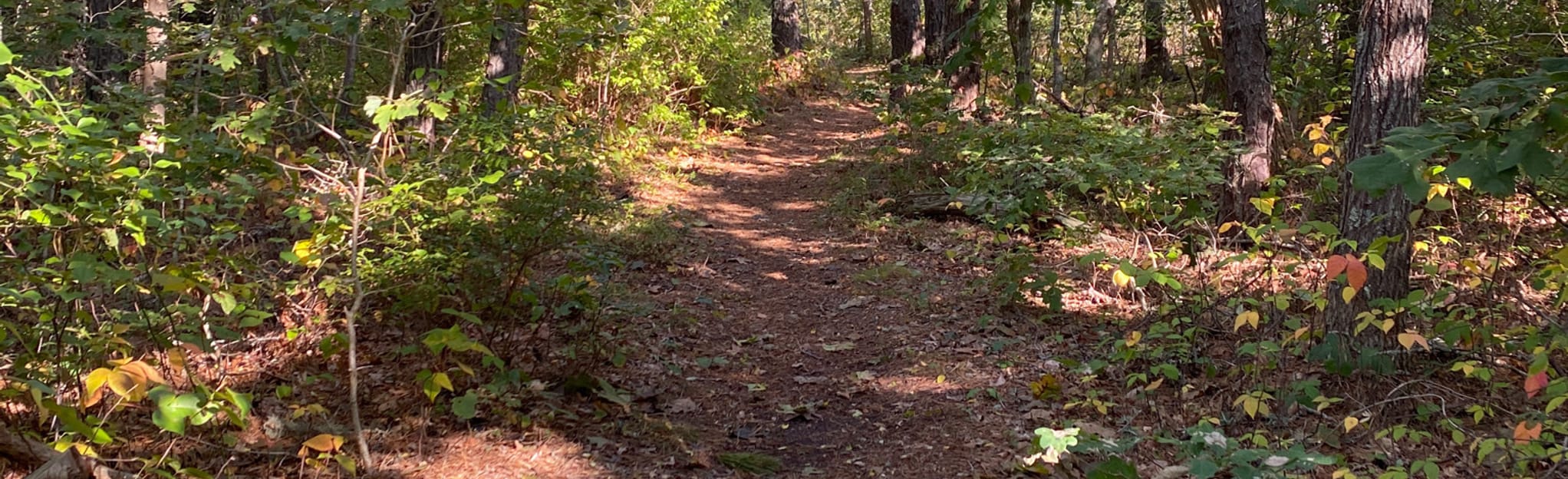Vernal Pool Trail , Massachusetts - 74 Reviews, Map | AllTrails