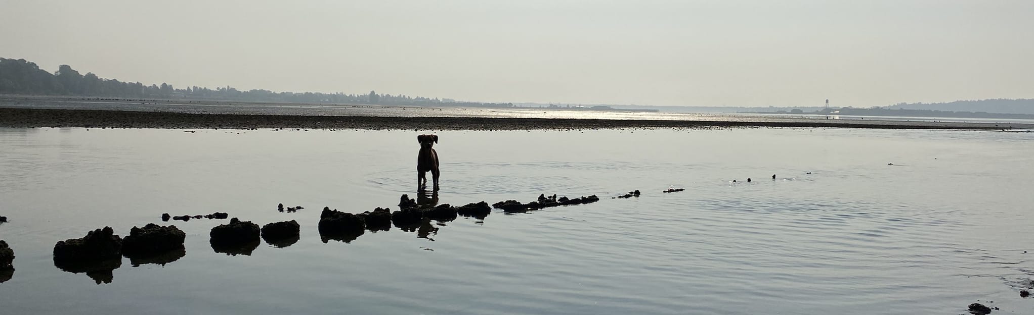 Semiahmoo Bay Paddle: 4 Reviews, Map - British Columbia, Canada | AllTrails