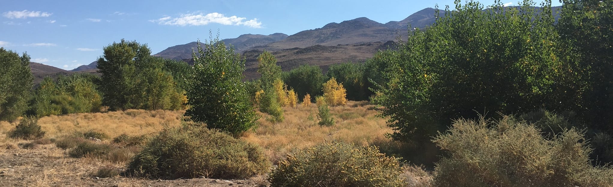 Mustang Ranch Trail: 199 Reviews, Map - Nevada | AllTrails
