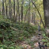 Lost Cove Trail, North Carolina - 212 Reviews, Map | AllTrails