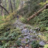 Lost Cove Trail, North Carolina - 212 Reviews, Map | AllTrails