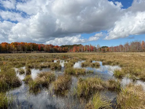 Best Walking Trails in Limerick Forest South | AllTrails