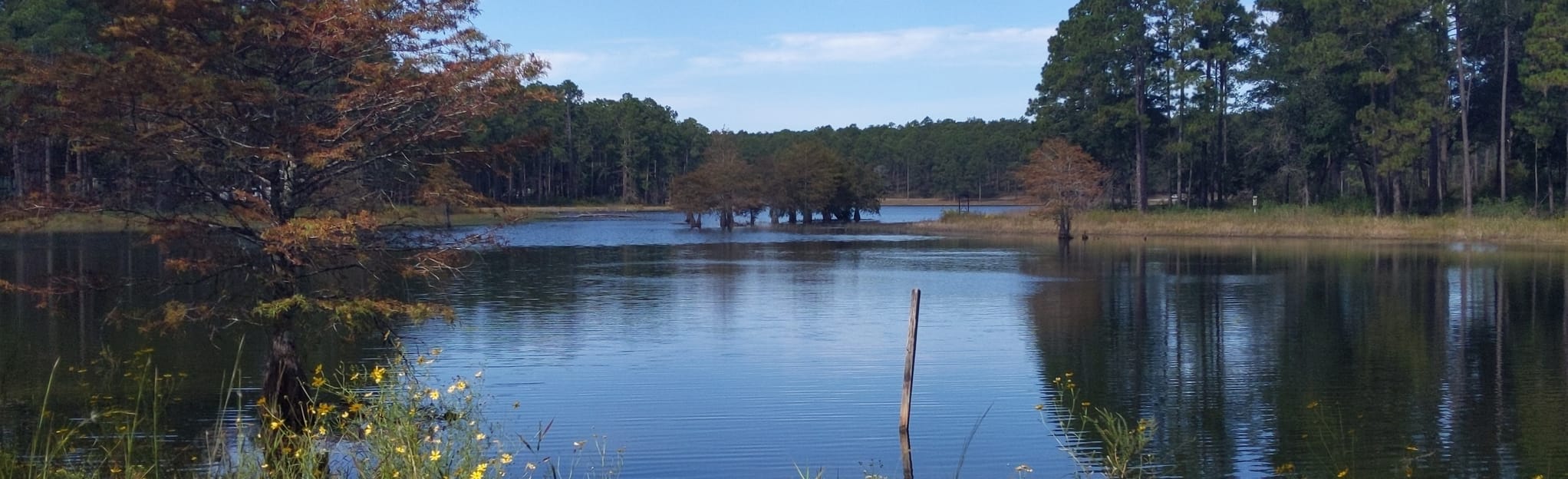 Open Pond Trail: 54 Reviews, Map - Alabama | AllTrails