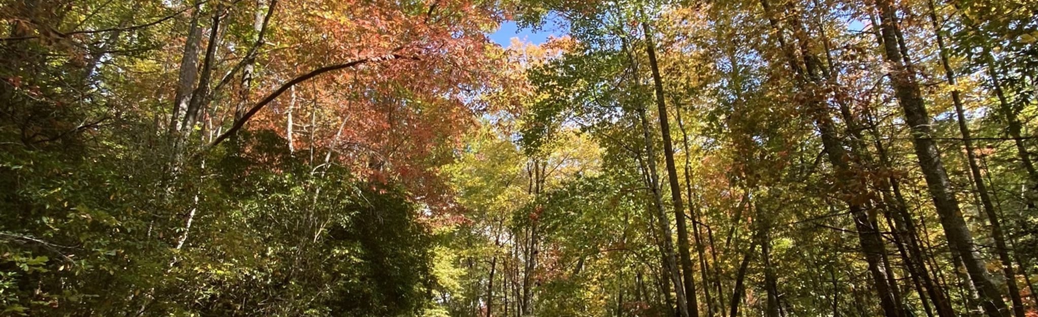 Daniel Ridge to Cove Creek Loop, North Carolina - 90 Reviews, Map ...