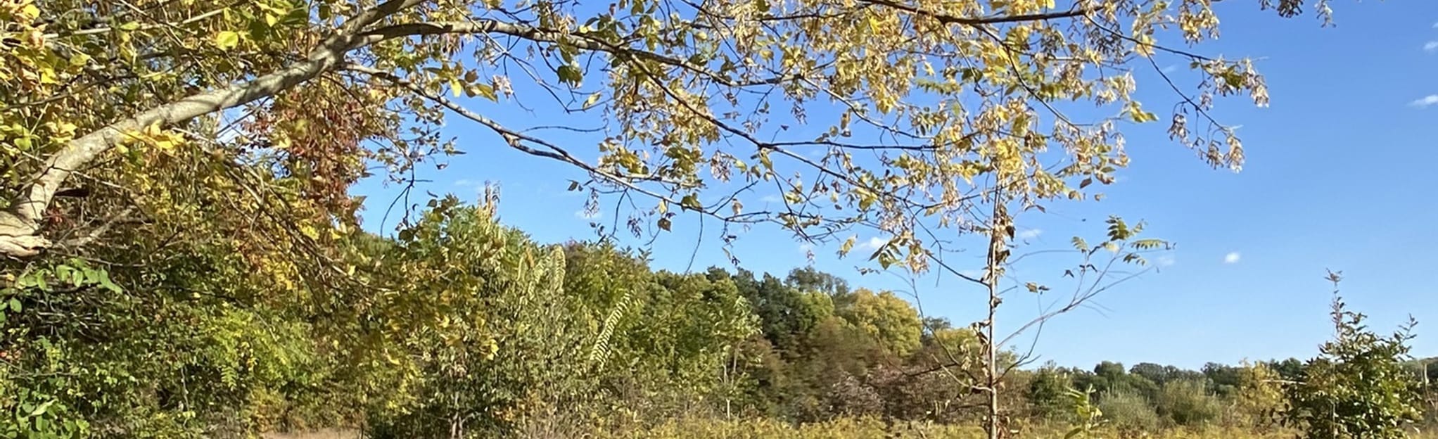 Carpenter Park: 279 Reviews, Map - Illinois | AllTrails