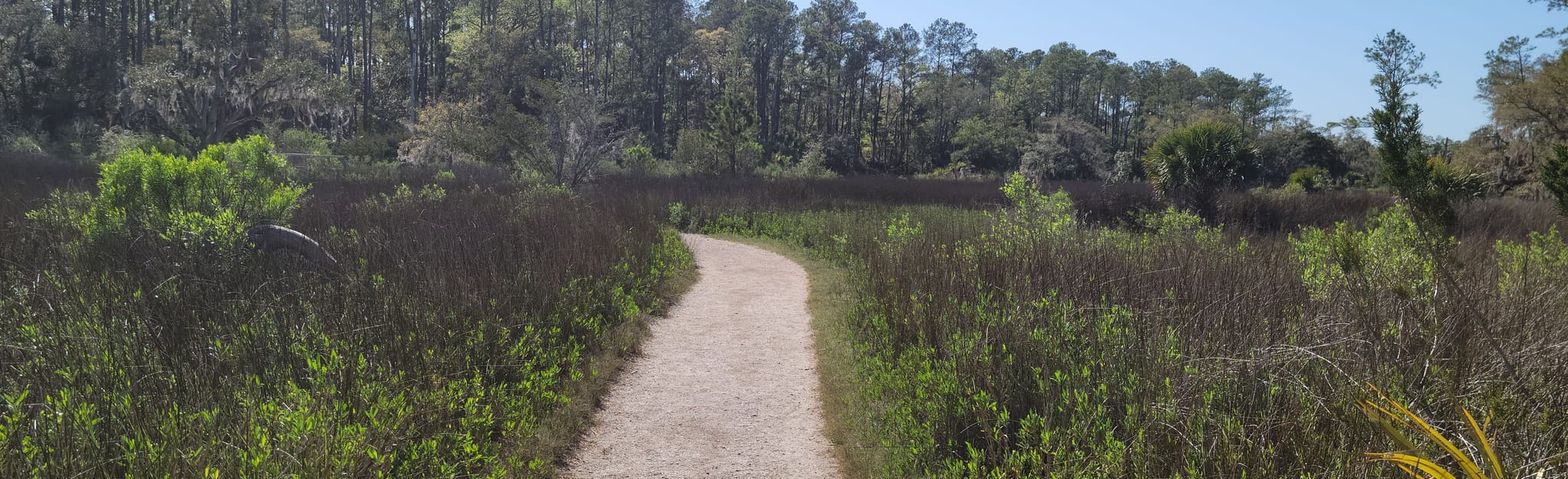 Sandpiper Trail Loop and Avian Loop, Georgia - 308 Reviews, Map | AllTrails