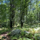 Spring Hill Yellow and Blue Loop Trail, Massachusetts - 236 Reviews ...