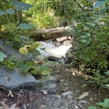 Spring Hill Yellow and Blue Loop Trail, Massachusetts - 236 Reviews ...