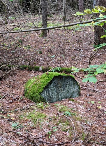 Best Hikes and Trails in Limerick Forest North | AllTrails