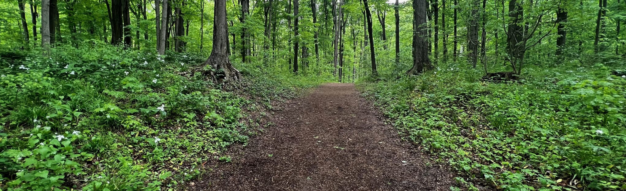 Jaffa Tract - Main Trail and Loop: 132 foto's - Ontario, Canada | AllTrails