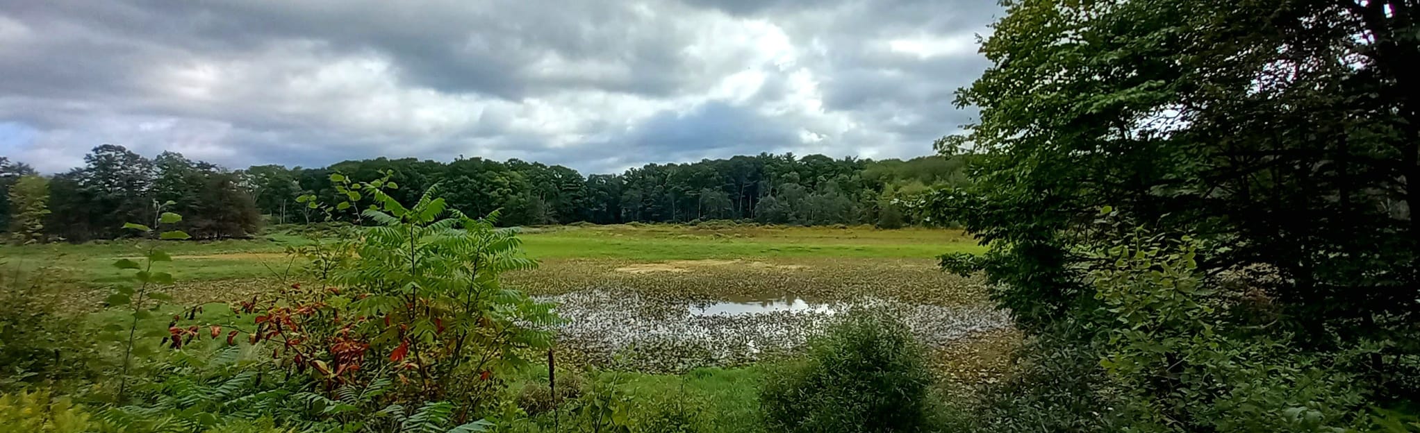 Patton Woods to Scotia Barrens, Pennsylvania - 84 Reviews, Map | AllTrails