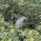 Largo Nature Preserve Loop, Florida - 402 Reviews, Map | AllTrails