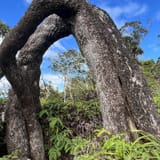 Manana Ridge Trail to Ko'olau Summit, Oahu, Hawaii - 172 Reviews, Map ...