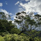 Manana Ridge Trail to Ko'olau Summit, Oahu, Hawaii - 172 Reviews, Map ...