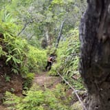 Manana Ridge Trail to Ko'olau Summit, Oahu, Hawaii - 172 Reviews, Map ...
