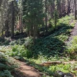 Muir Grove Trail, California - 322 Reviews, Map | AllTrails
