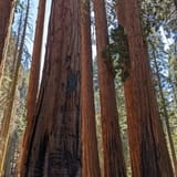 Muir Grove Trail, California - 322 Reviews, Map | AllTrails