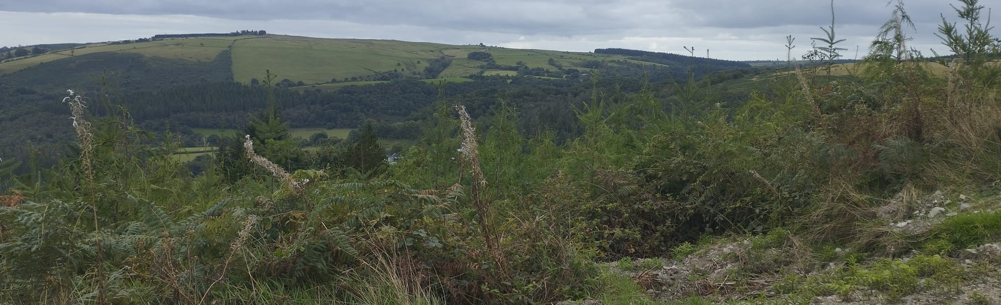 Brechfa Forest West, Carmarthenshire, Wales - 6 Reviews, Map | AllTrails