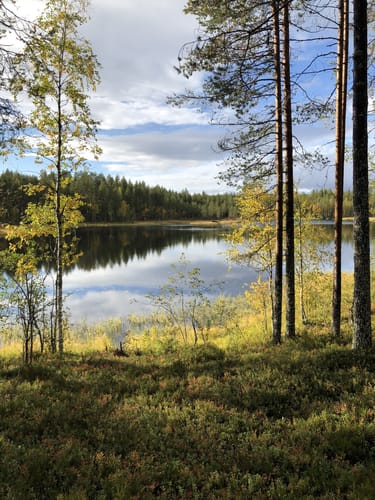 2023 Best 10 Forest Trails in Northern Savonia | AllTrails