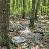 Spring Hill Yellow and Blue Loop Trail, Massachusetts - 236 Reviews ...