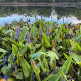 Largo Nature Preserve Loop, Florida - 402 Reviews, Map | AllTrails