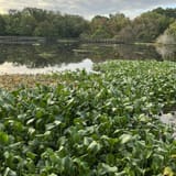 Largo Nature Preserve Loop, Florida - 402 Reviews, Map | AllTrails