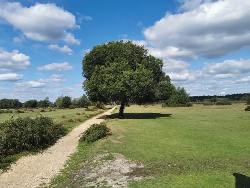 10 Best Hikes and Trails in New Forest National Park | AllTrails