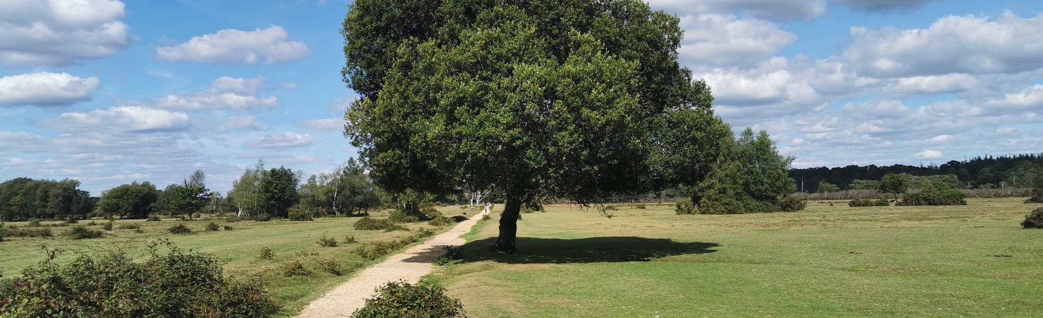 Brockenhurst and Lyndhurst Circular, Hampshire, England - 263 Reviews ...