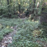 Upper Guild Trail, Tennessee - 481 Reviews, Map | AllTrails