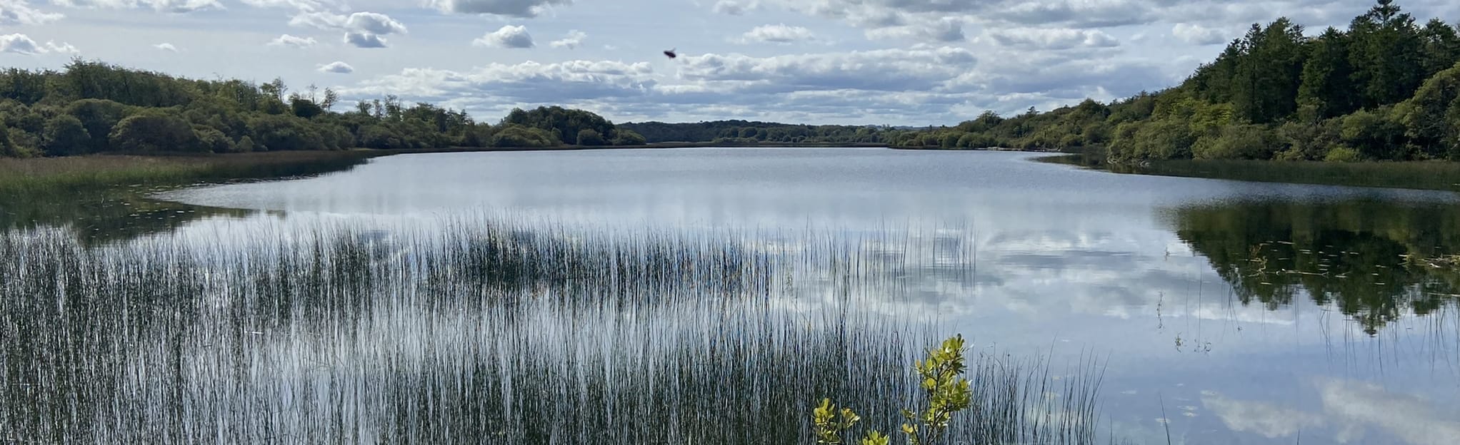 Dromore Wood - County Clare, Ireland | AllTrails