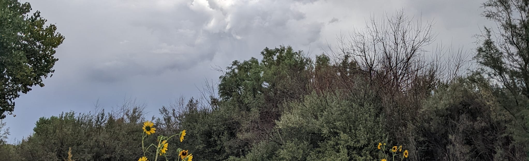 Canopy Trail: Long Loop: 115 Reviews, Map - New Mexico | AllTrails