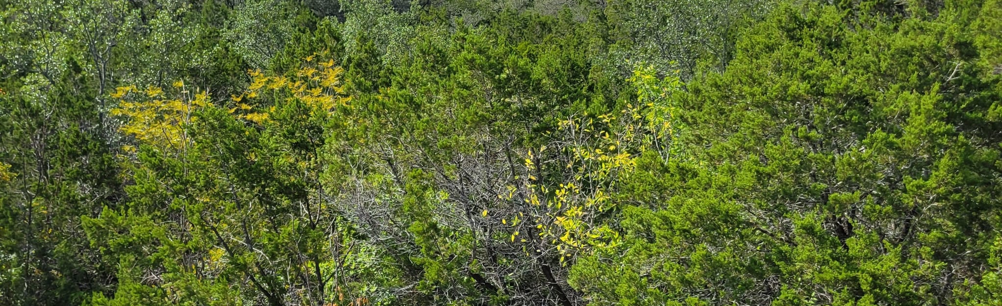 Government Canyon Wildcat Canyon Trail: 85 Reviews, Map - Texas | AllTrails
