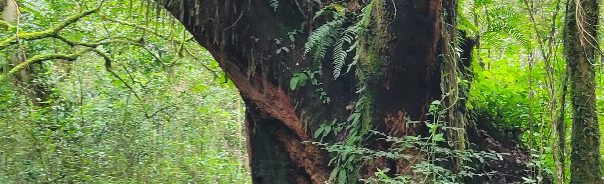 Marunga Gate: Kilimanjaro Day Hike, Kilimanjaro, Tanzania - 35 Reviews ...