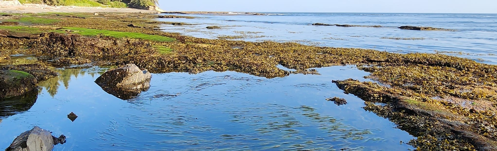 Botanical Beach, British Columbia, Canada - 135 Reviews, Map | AllTrails