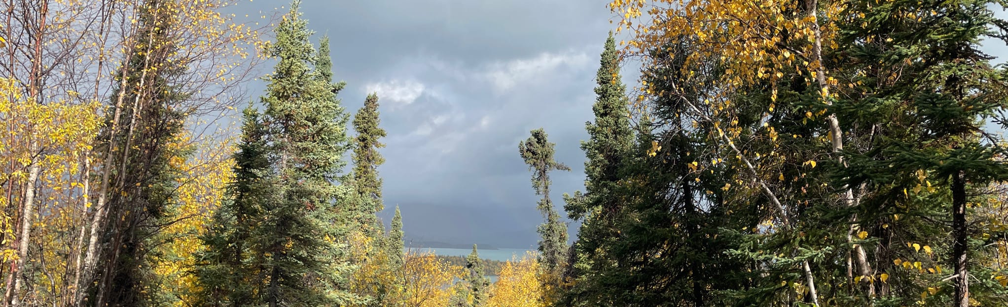 Beaver Pond Loop: 50 Reviews, Map - Alaska | AllTrails