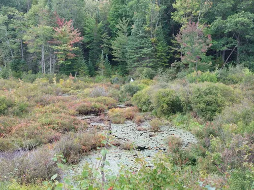 2023 Best Trails, Walks, and Paths in Kinmount | AllTrails