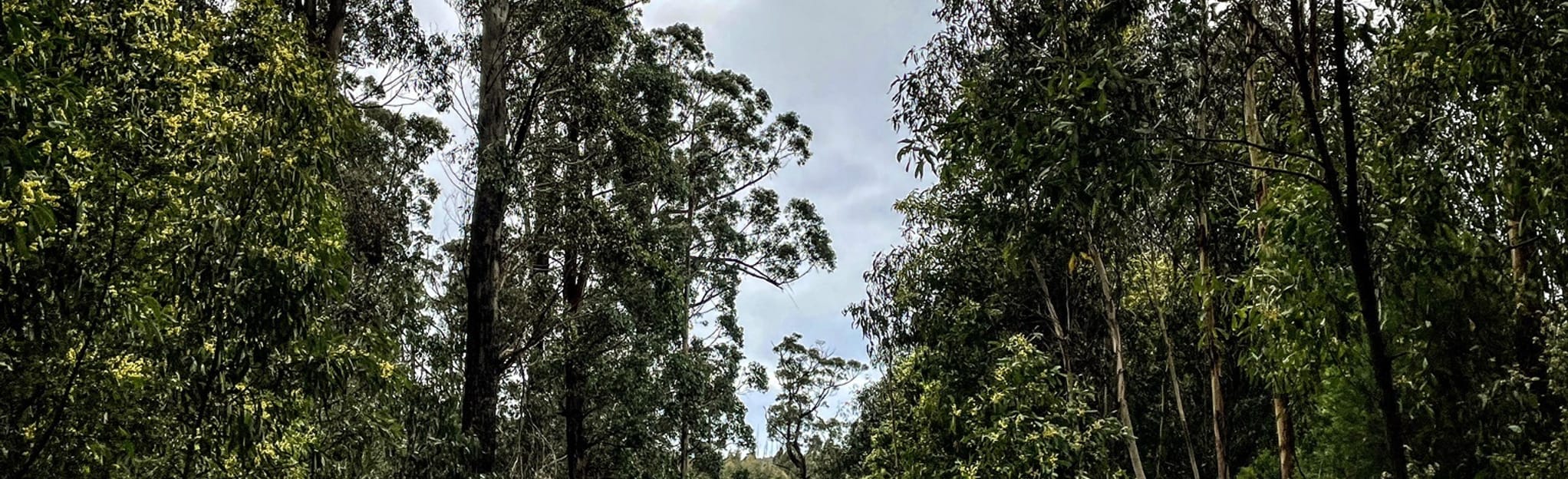 Labertouche Caves via Robertson Creek Fireline: 8 Reviews, Map ...