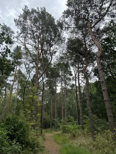 Best Hikes and Trails in Binning Wood | AllTrails