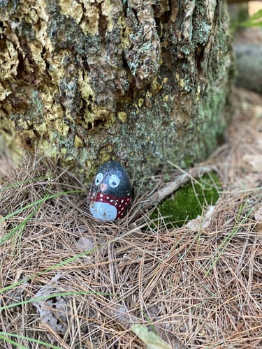 Best Hikes and Trails in Walpole Town Forest | AllTrails