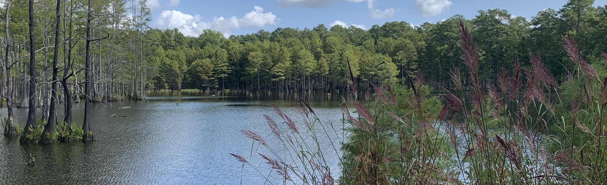 Rockefeller Loop Trail, North Carolina - 329 Reviews, Map | AllTrails