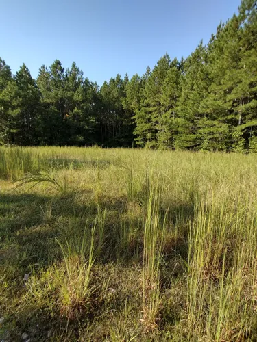 Best Forest Trails in Salem State Forest | AllTrails