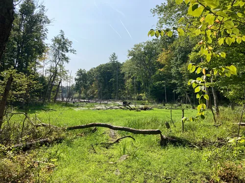 Best Walking Trails in Boxford State Forest | AllTrails