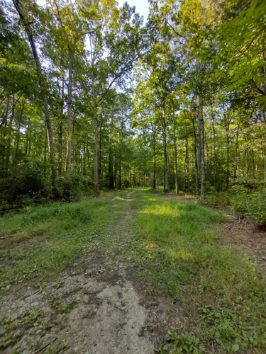 Best Hikes and Trails in Salem State Forest | AllTrails