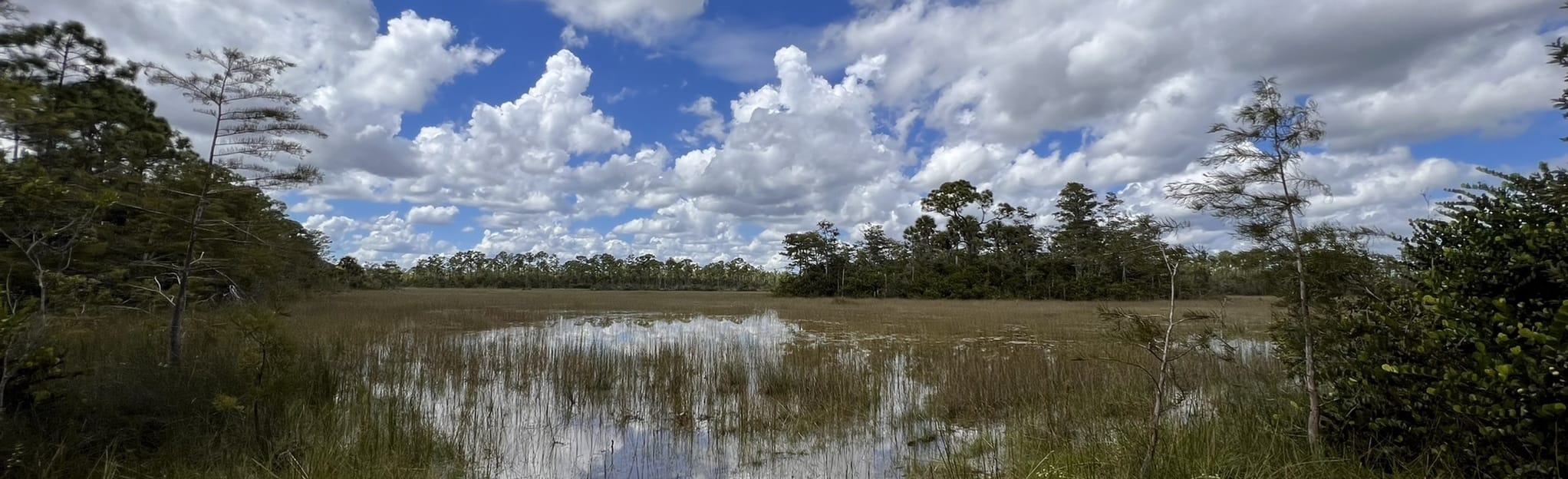 Hog Hammock and Promontory Trail Loop: 444 Reviews, Map - Florida ...