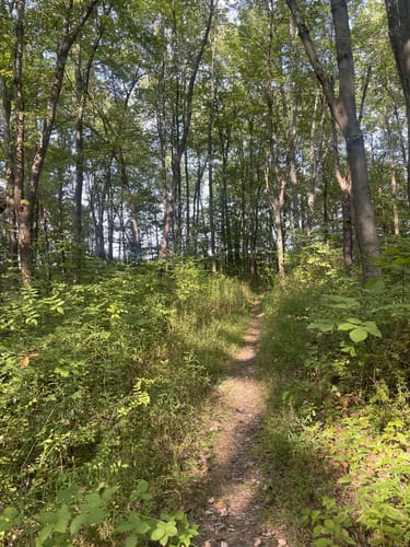 Best Hikes and Trails in Stewart State Forest | AllTrails